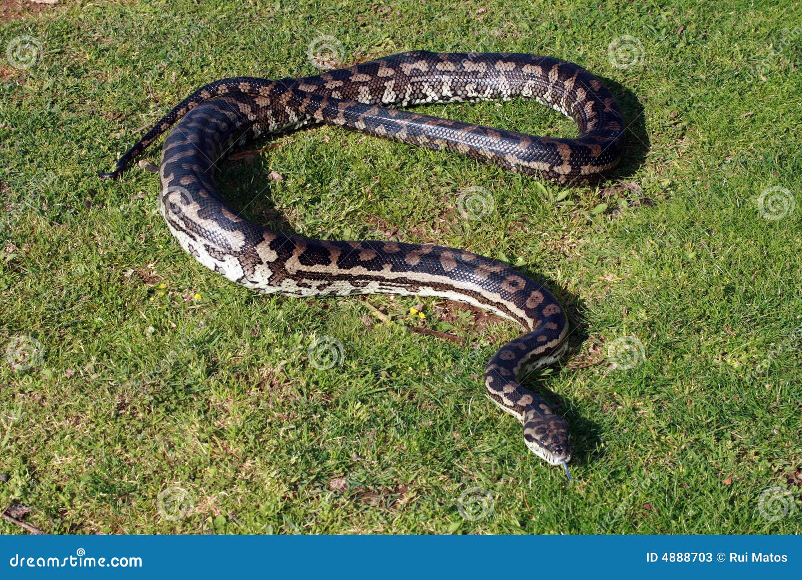 Snake stock image. Image of leaves, brown, carnivorous - 4888703