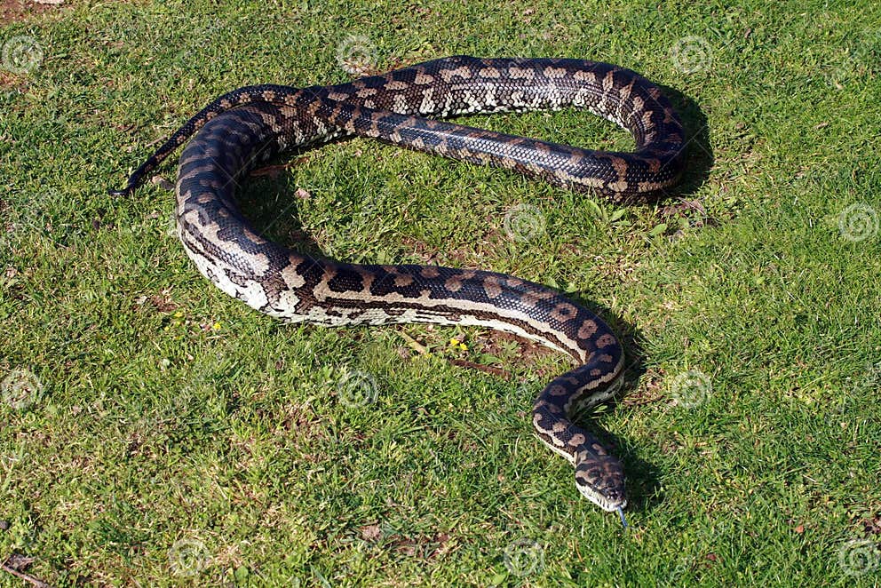 Snake stock image. Image of leaves, brown, carnivorous - 4888703