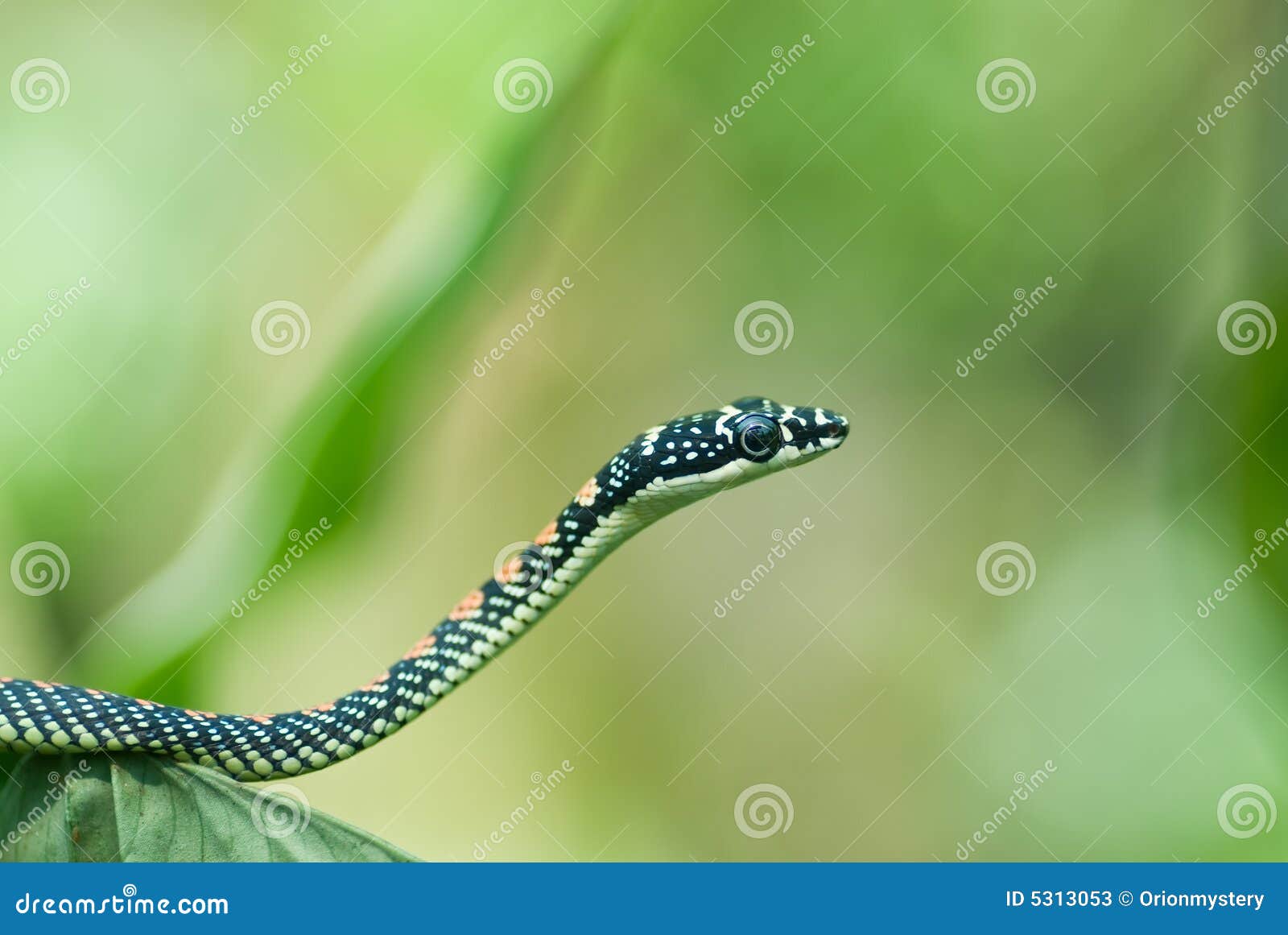 Snake stock image. Image of reptile, slithery, nature - 5313053
