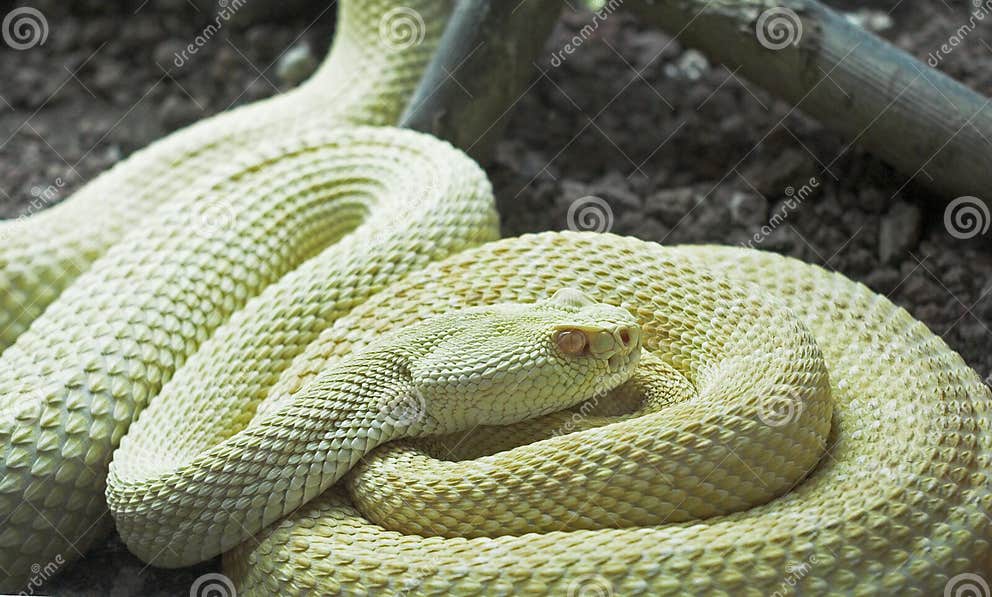 Snake stock photo. Image of bite, reptile, devil, fear - 661288