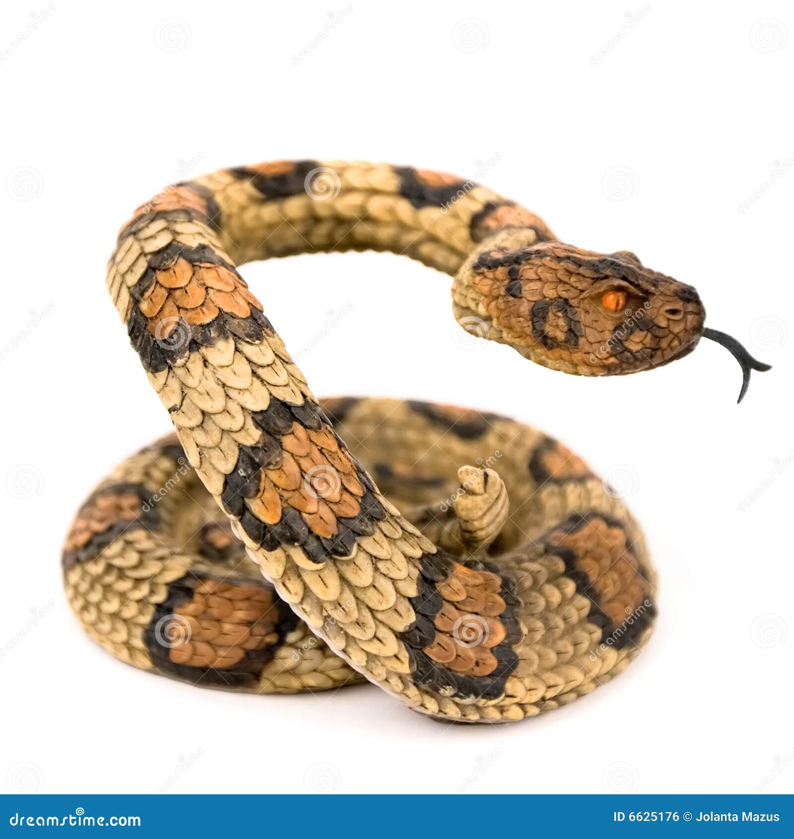 Black Snake Language Stock Photos - Free & Royalty-Free Stock Photos ...