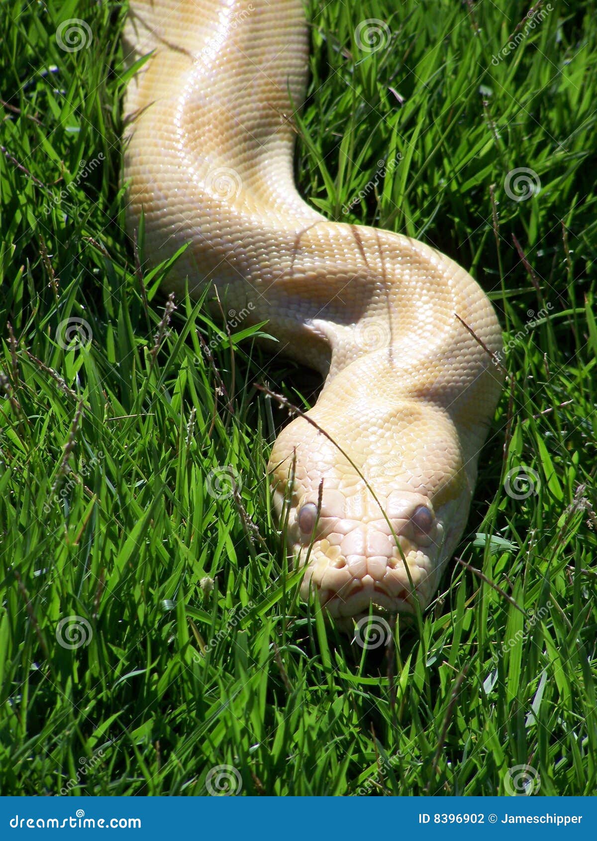 Snake stock photo. Image of warm, snake, grass, white - 8396902