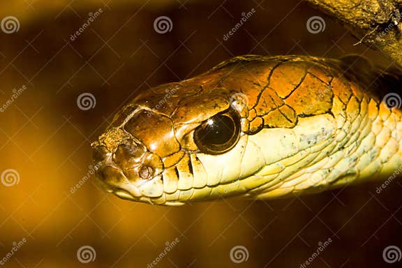 Snake stock photo. Image of detail, wildlife, animal, head - 92224