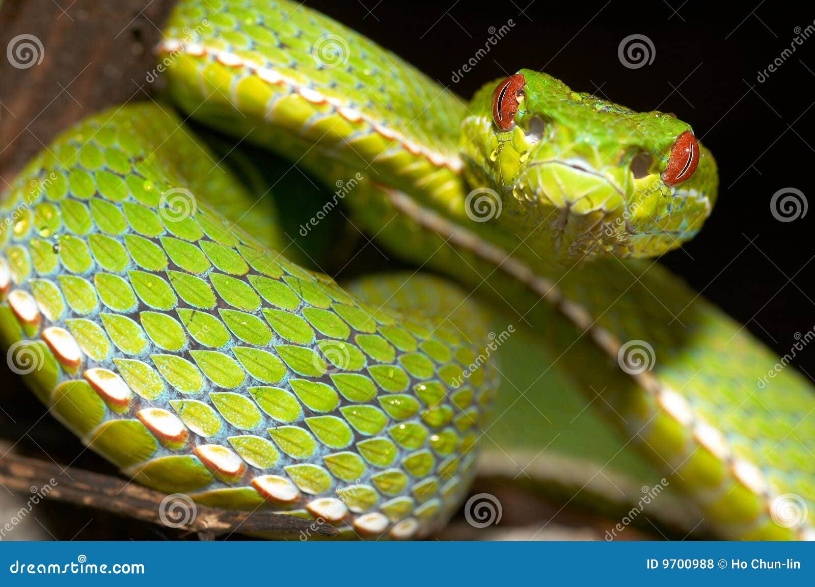 Trimeresurus Stejnegeri（schmidt Stock Photos - Free & Royalty-Free ...