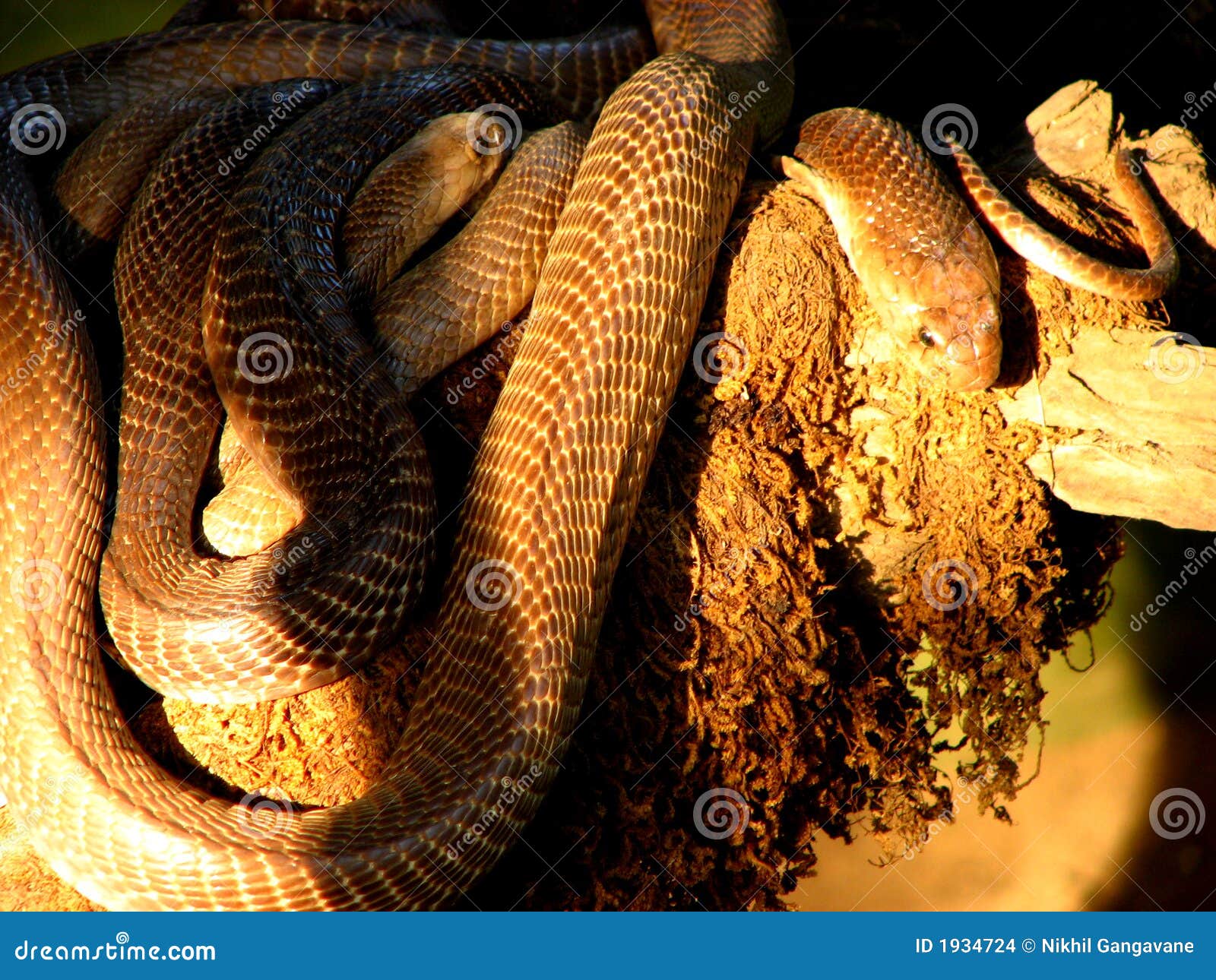 Patterns Snakes Wallpaper Stock Photos - Free & Royalty-Free Stock ...