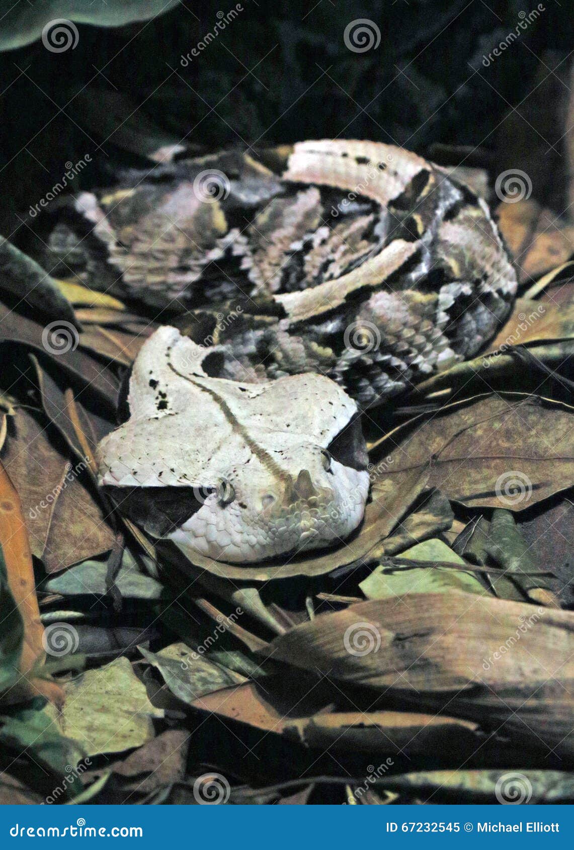 Snake stock image. Image of protection, outside, close - 67232545