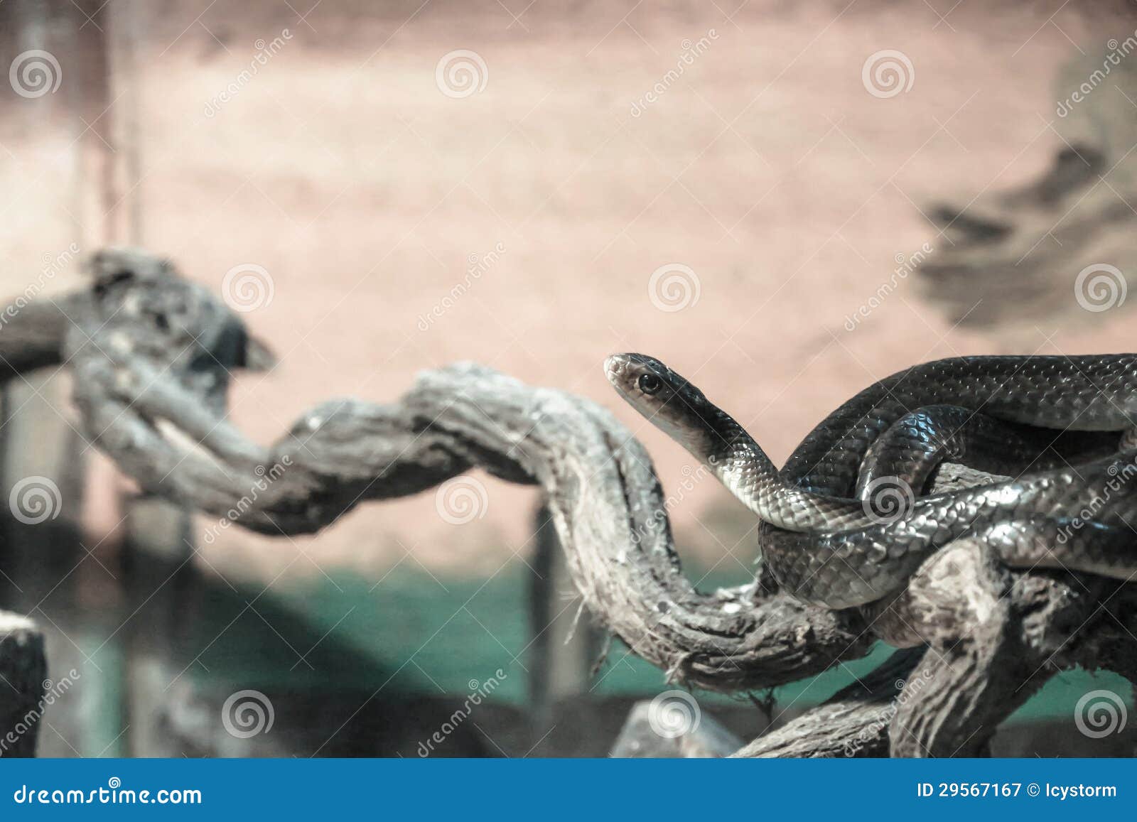 Snake in alert stock image. Image of stripe, waiting - 29567167