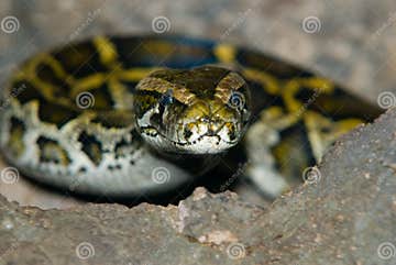 Snake alert stock image. Image of pythons, chattanooga - 6544819