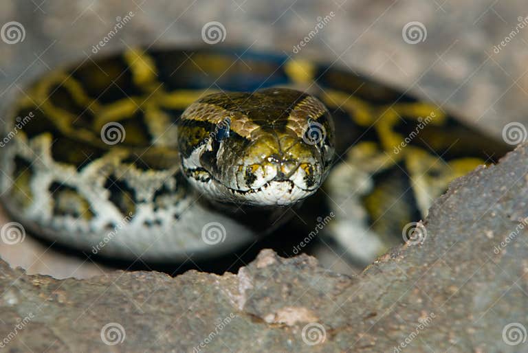 Snake alert stock image. Image of pythons, chattanooga - 6544819