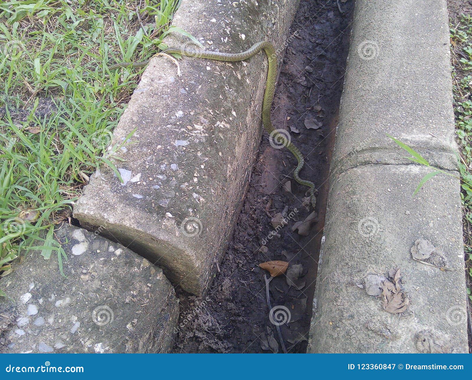 Snake Along the Gutter Pipe. Stock Image - Image of face, rail: 123360847