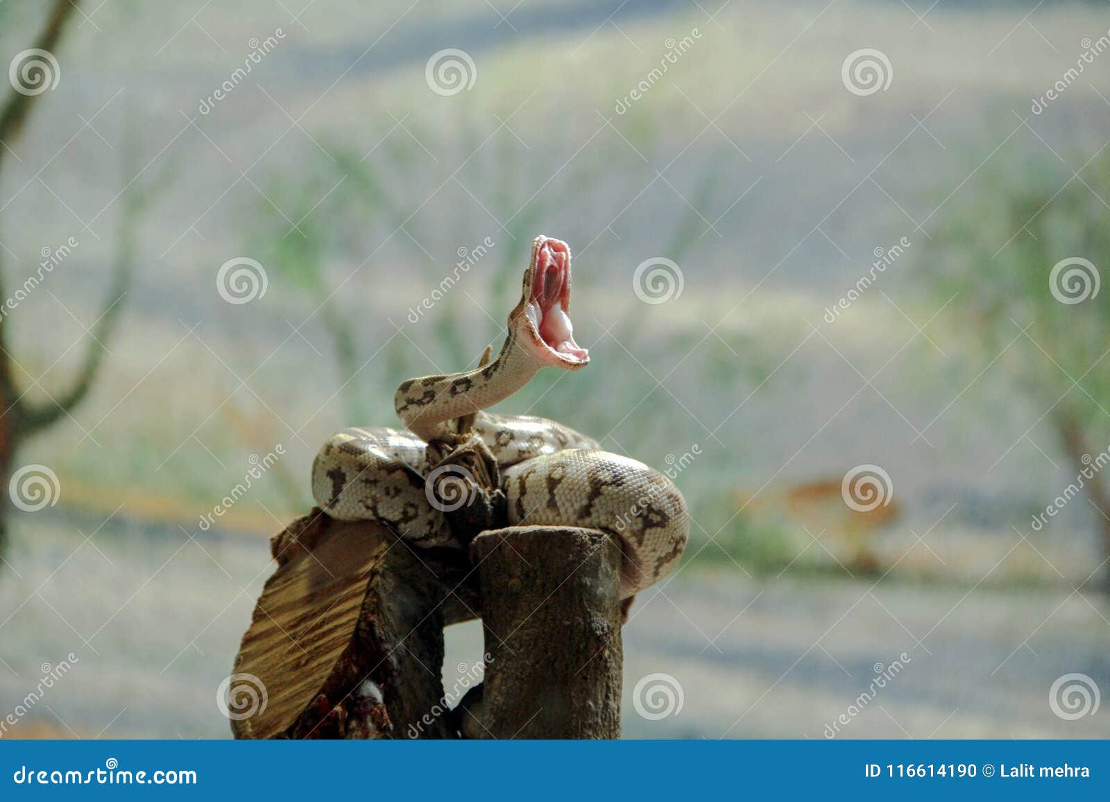 Snake Also Poses Like a Professional Stock Photo - Image of poses ...