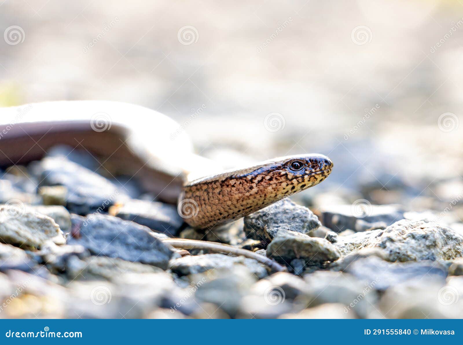 Snake (Anguis Fragilis) Crawling on a Stone Path in the Forest, Close ...