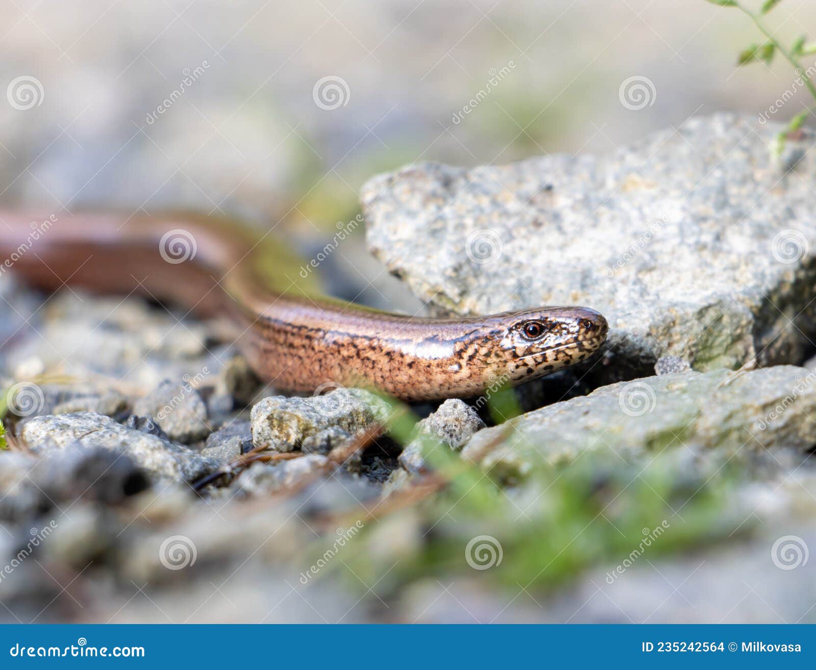 Snake Anguis Fragilis Crawling on a Stone Path Stock Photo - Image of ...