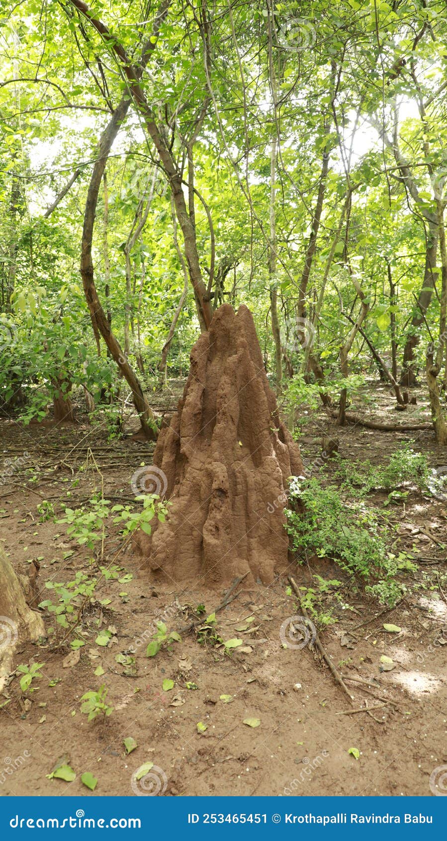 Snake Anthill in the Forest Stock Image - Image of constrictor, cobra ...