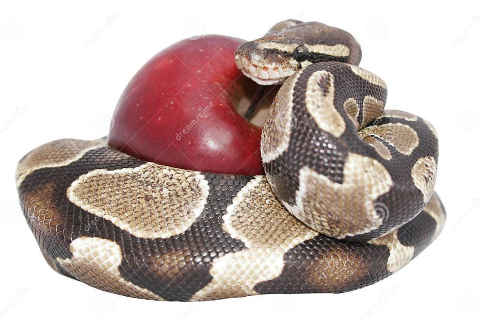 Snake and Apple stock photo. Image of original, garden - 513906