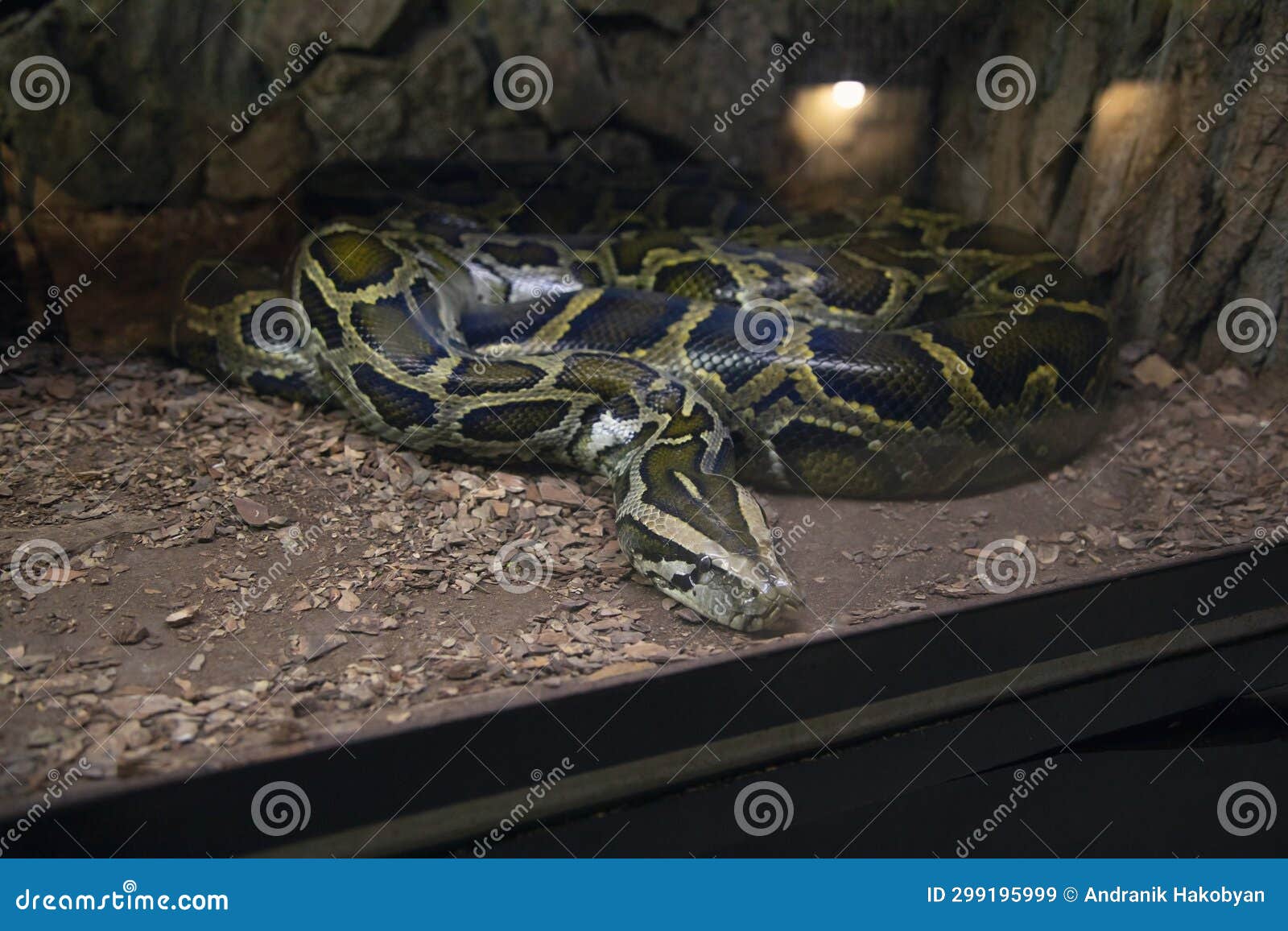 Snake in aquarium tank stock image. Image of beauty - 299195999