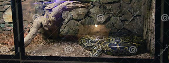 Snake in aquarium tank stock illustration. Illustration of tank - 303235946