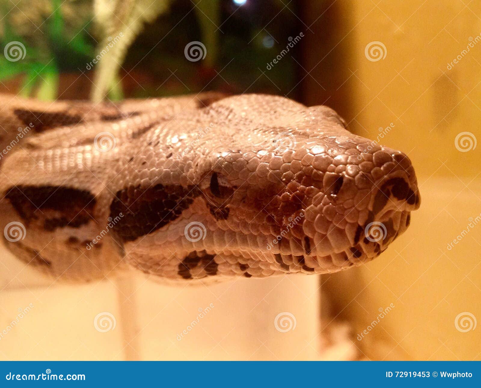 Snake stock image. Image of open, people, nature, scale - 72919453