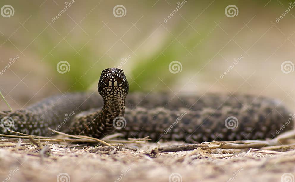 Snake before attack stock image. Image of snake, danger - 1810657