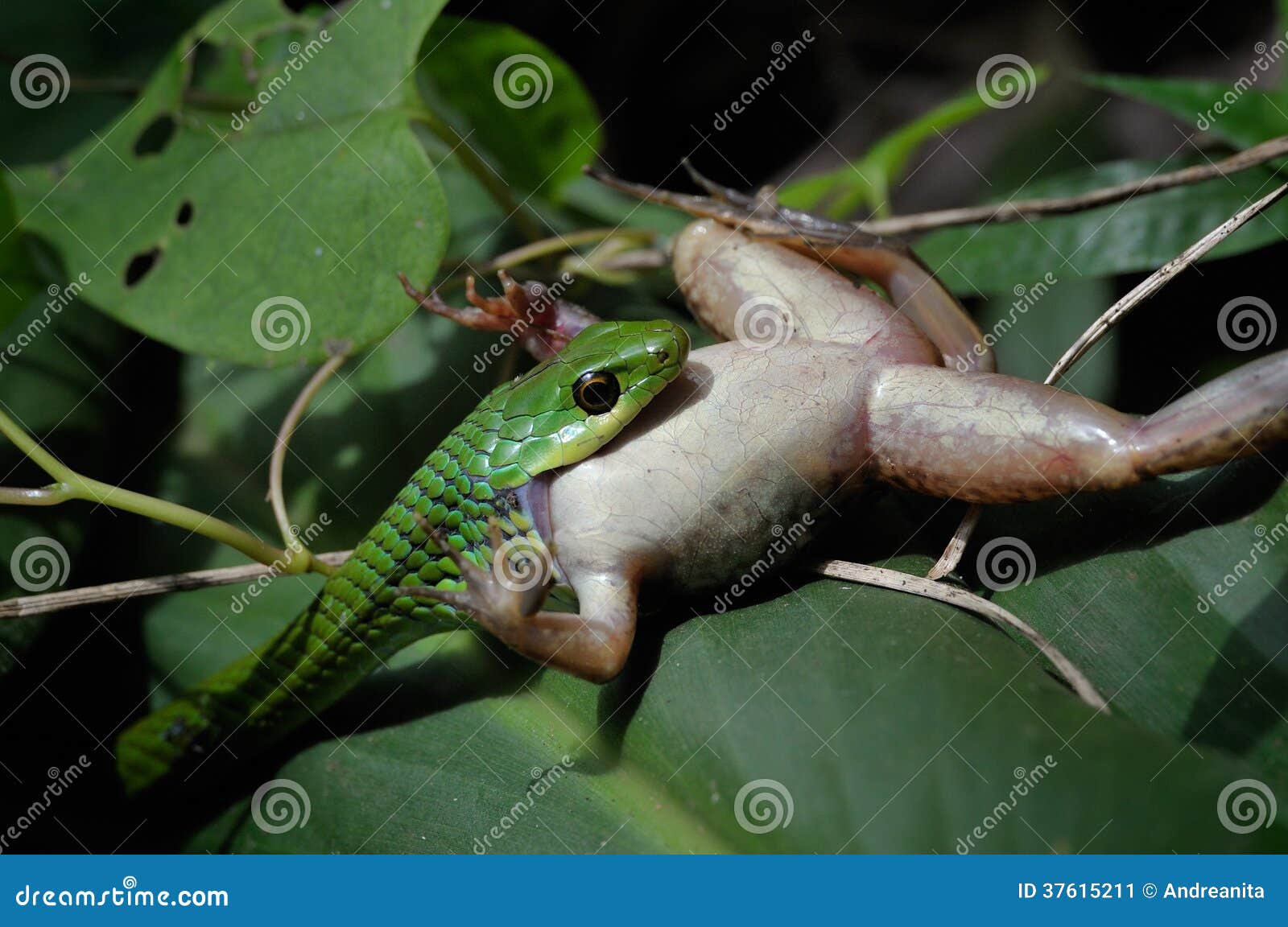 Snake attack. stock image. Image of feed, fight, viper - 37615211