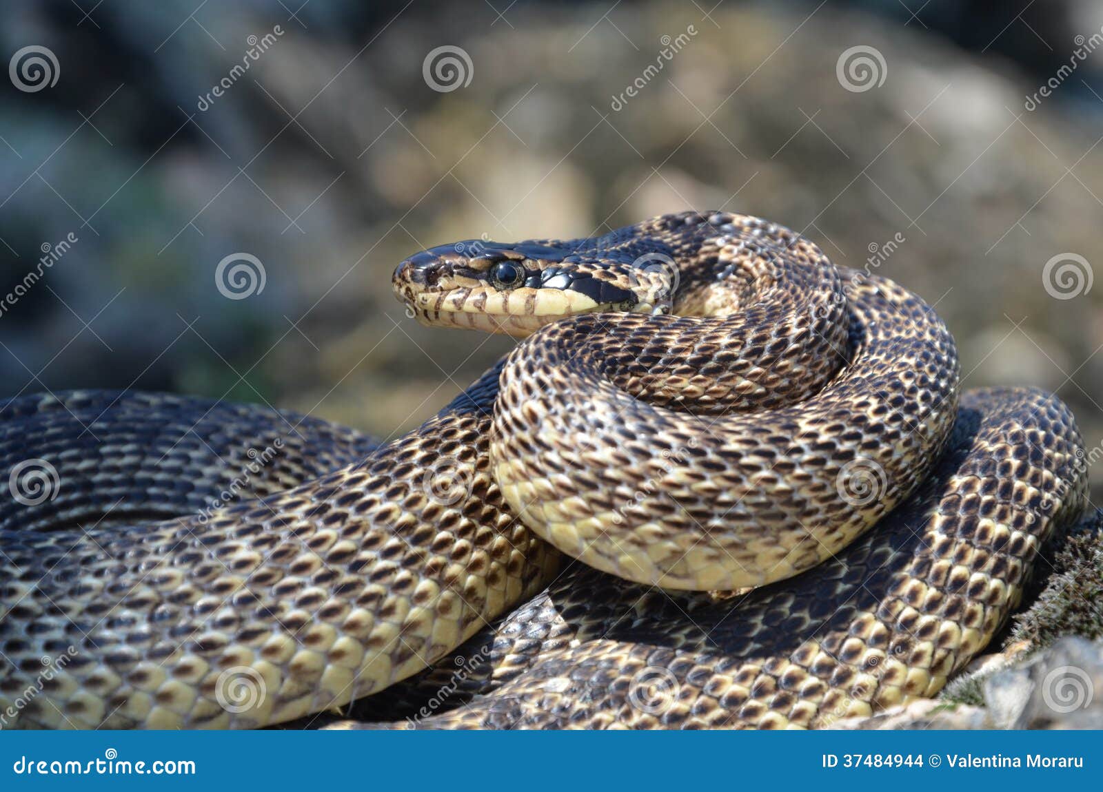 Snake in attack position stock photo. Image of outdoors - 37484944