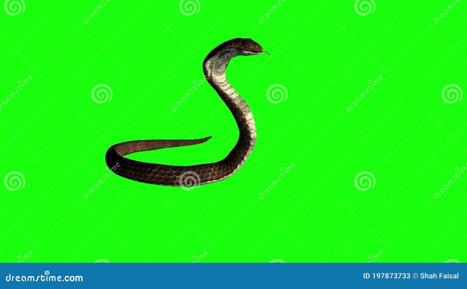 What is screen snake - passaclip