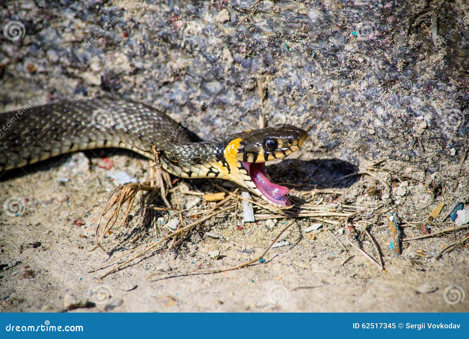 Snake attacks stock image. Image of hunting, mouth, nature - 62517345