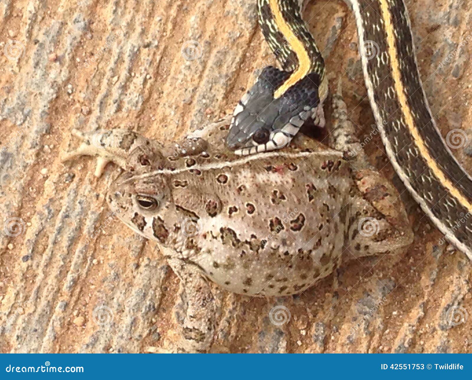 Snake Attacks Toad Close Up Stock Image - Image of prey, wildlife: 42551753