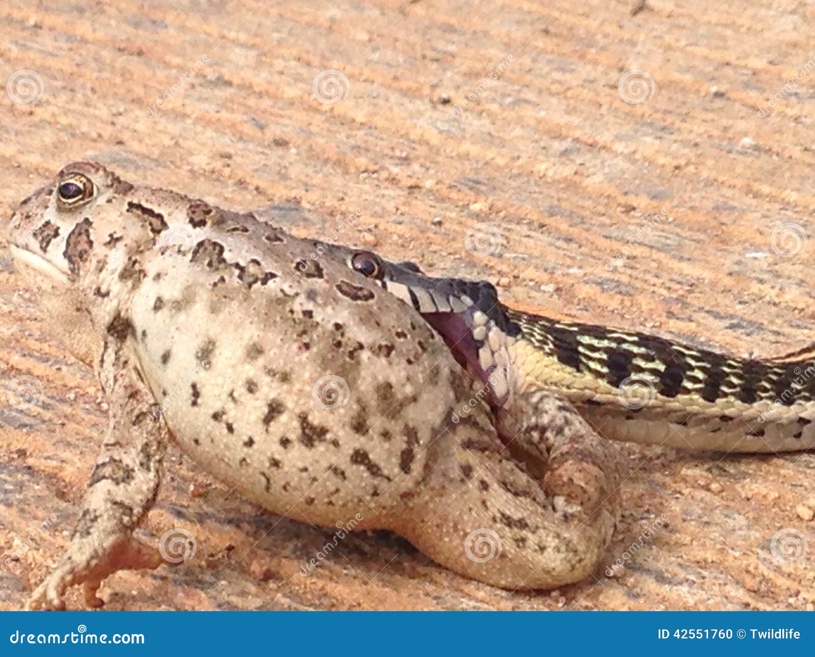 Snake Attacks Toad Close Up Stock Photo - Image of gecko, predator ...