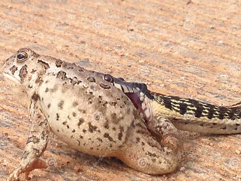 Snake Attacks Toad Close Up Stock Photo - Image of gecko, predator ...