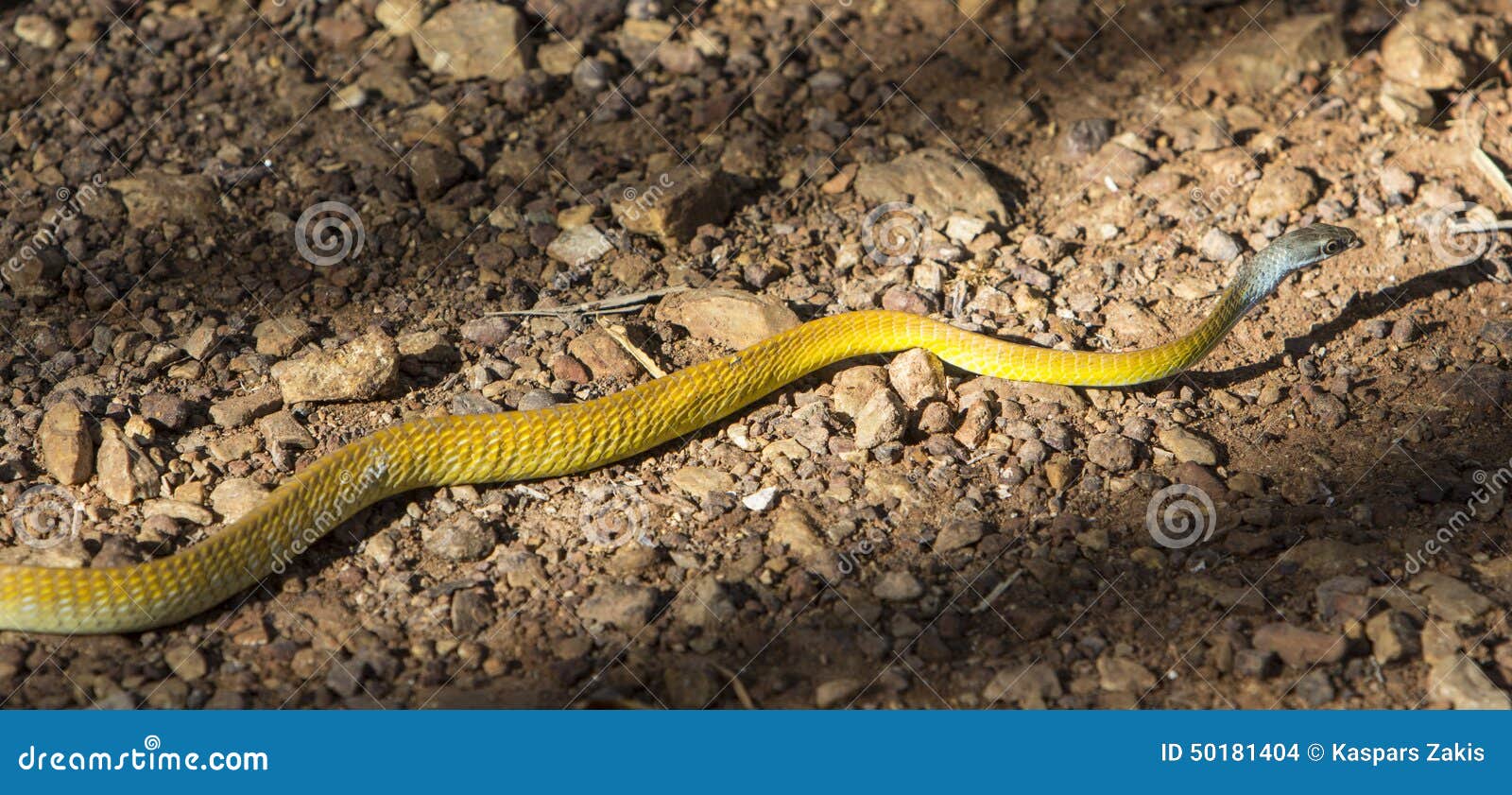 Snake stock photo. Image of golden, nature, common, yellow - 50181404