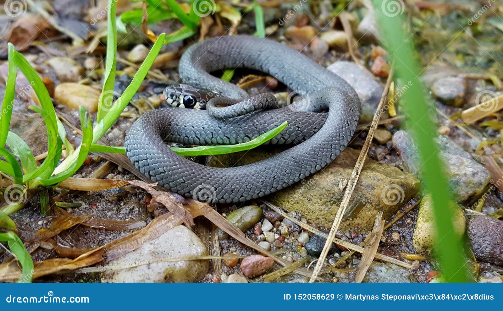 Snake stock image. Image of snake, babysnake, nature - 152058629