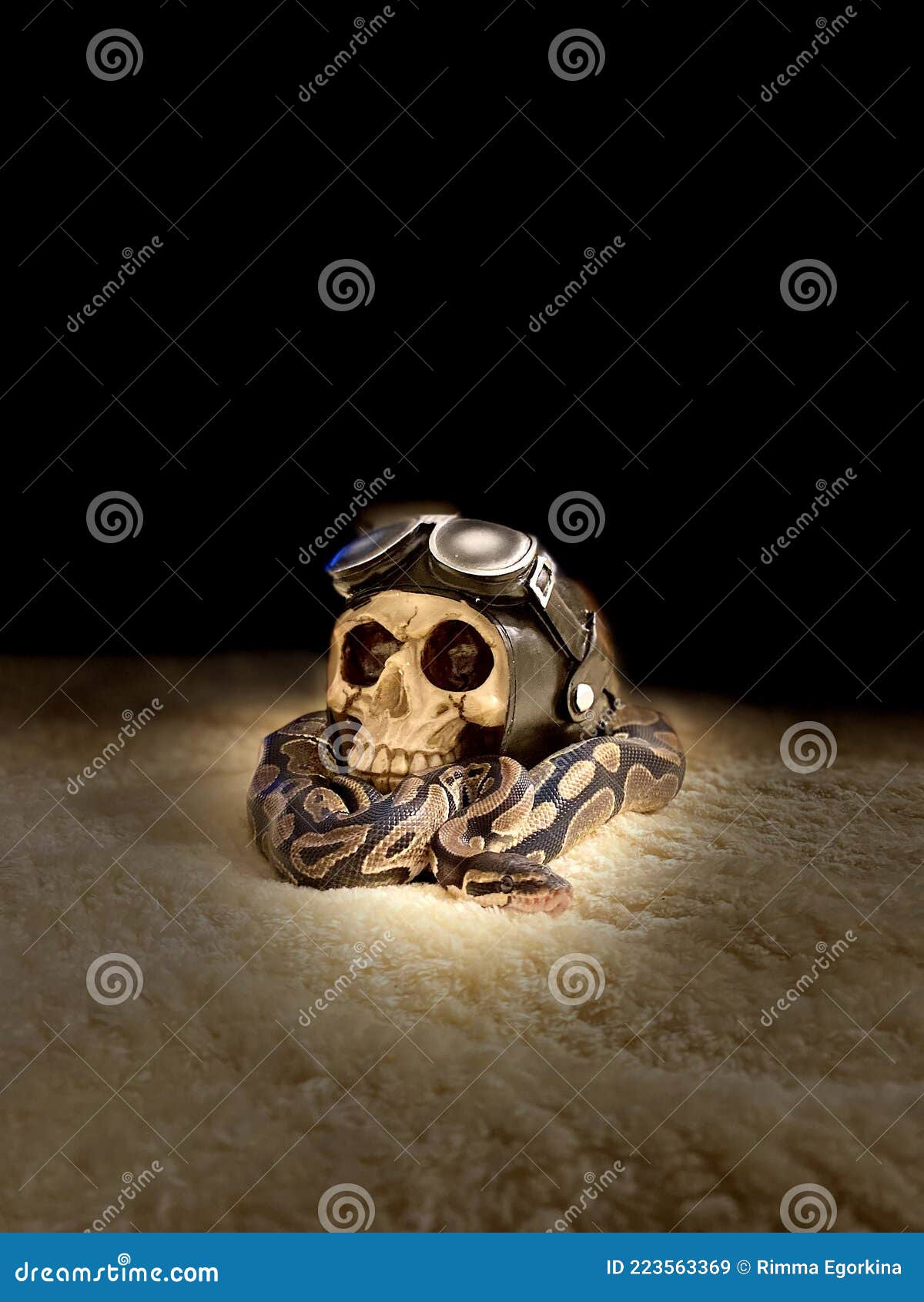 Snake Ball Python Around Old Style Pilot Skull in the Dark Stock Image ...