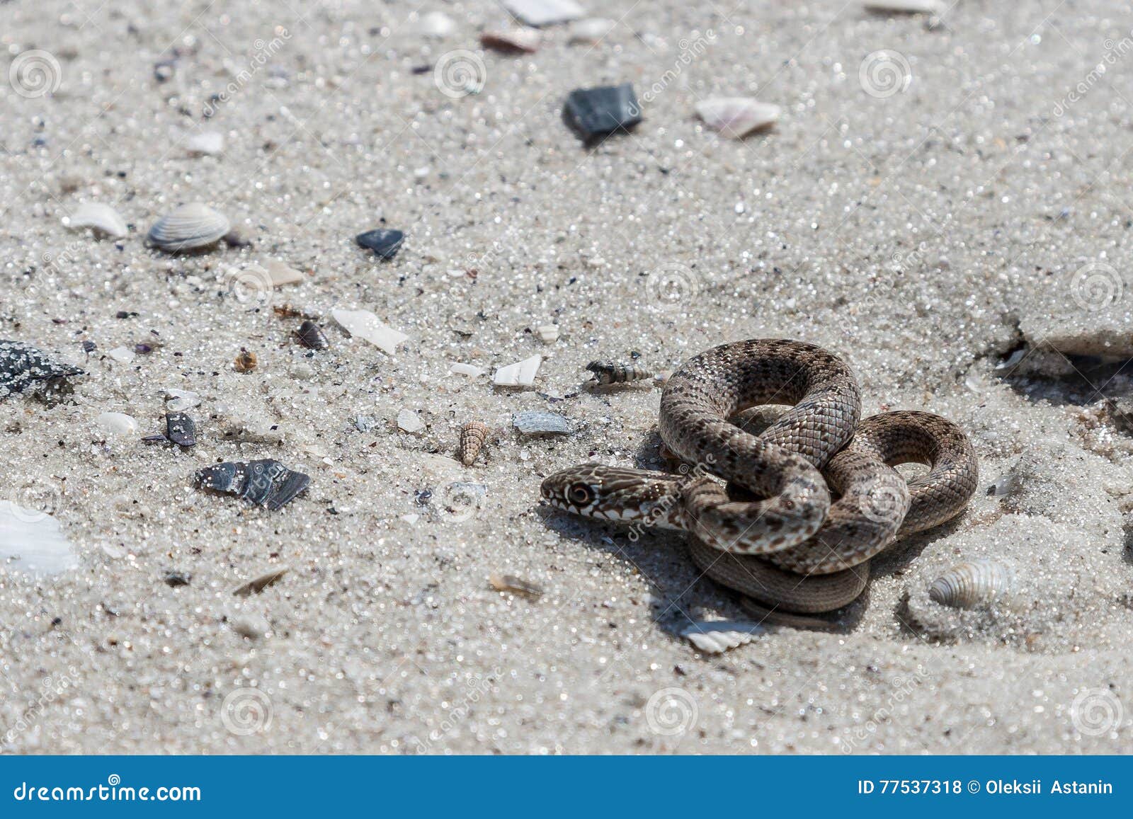 The Snake Basking on the Sand. Stock Photo - Image of coast, predator ...