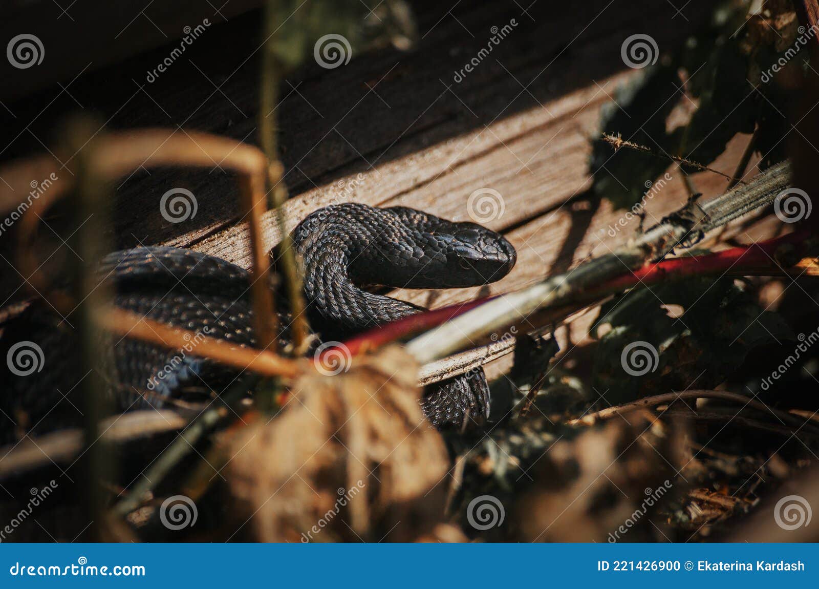 Snake is Basking in the Sun Stock Photo - Image of leaf, reptile: 221426900