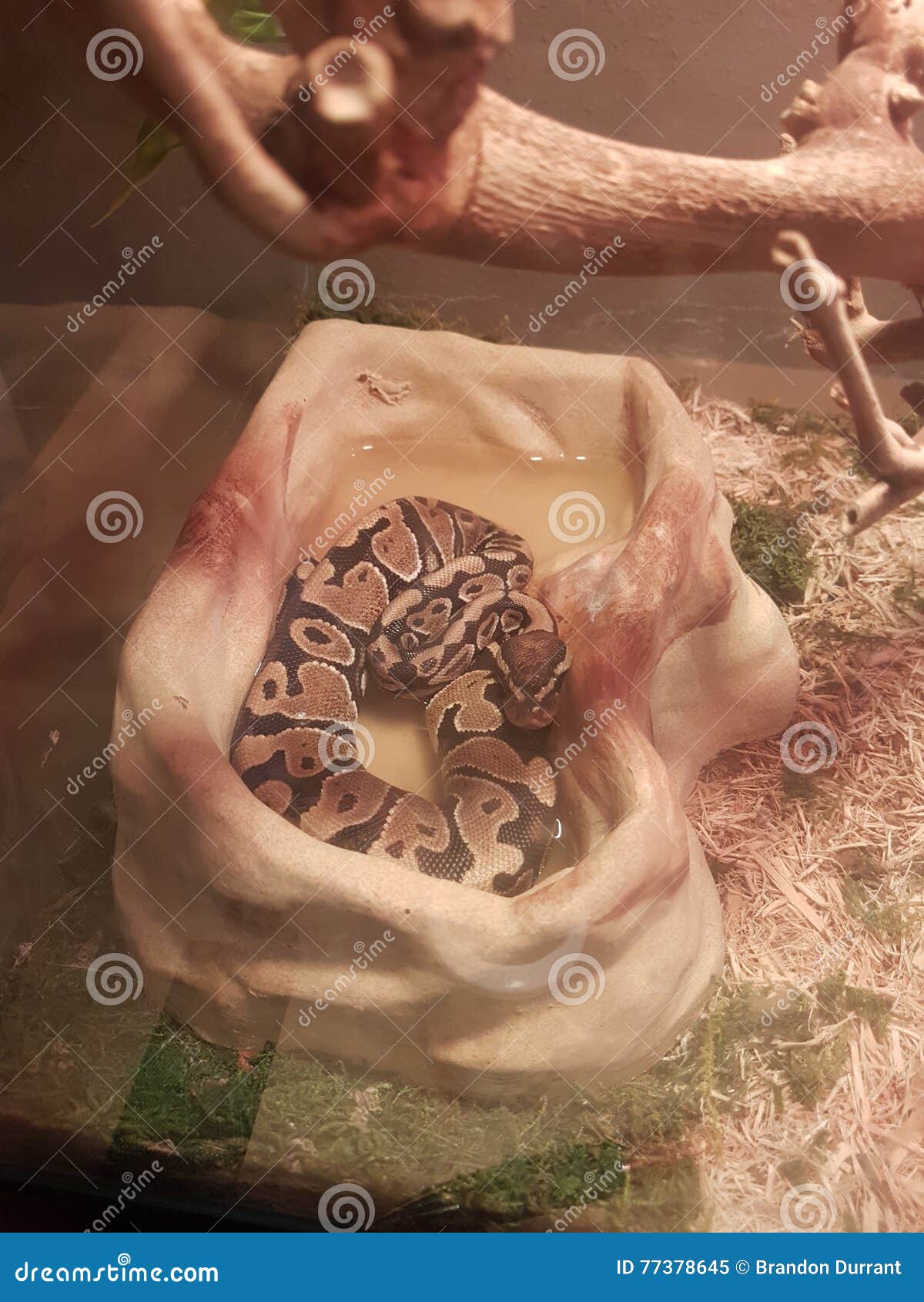 Snake Bath stock image. Image of snake, taking, python - 77378645
