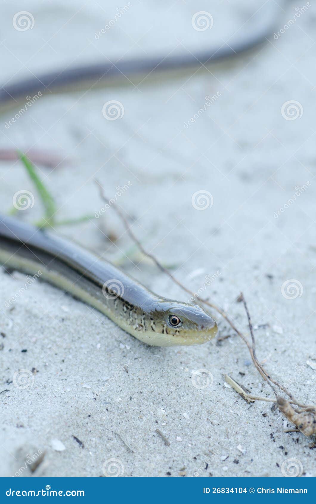 Snake at beach stock photo. Image of animal, sandy, young - 26834104