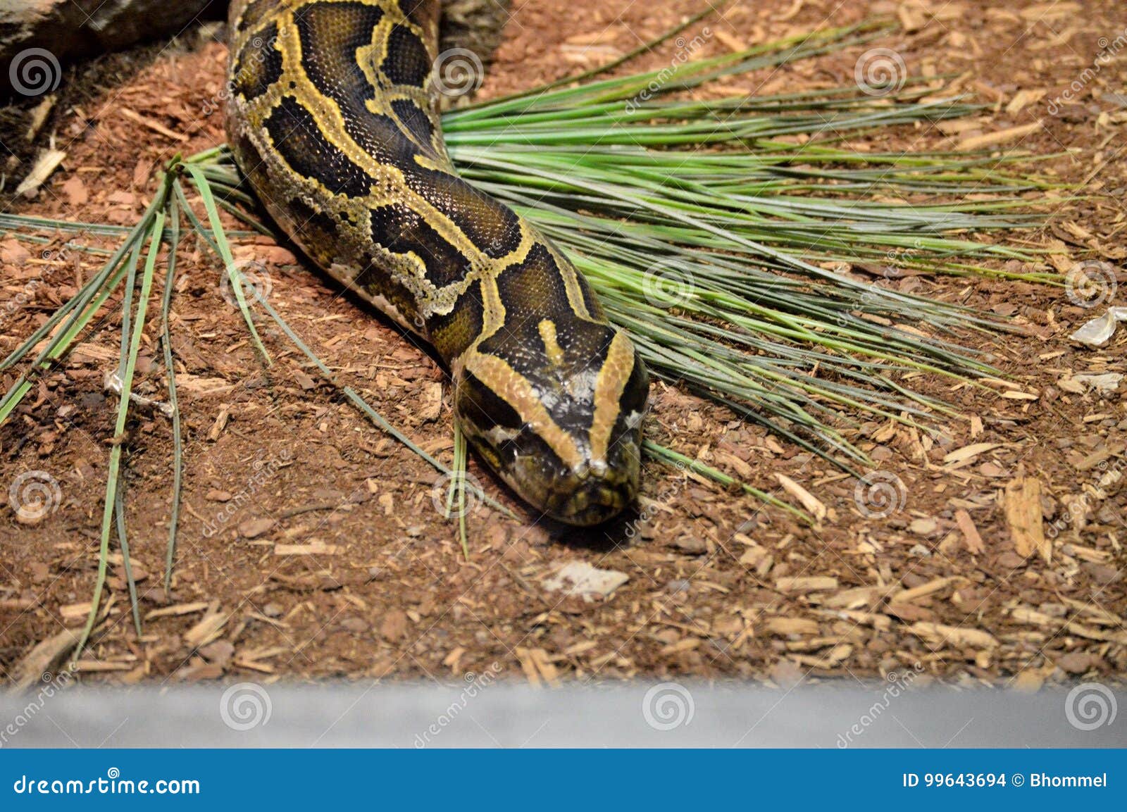 Big female Boa Constrictor stock photo. Image of snake - 99643694