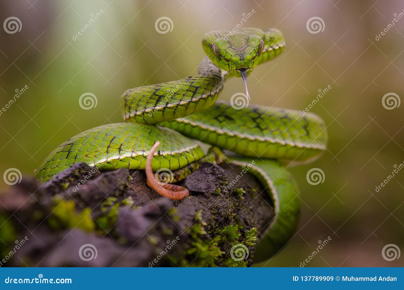 Snake beautiful viper stock image. Image of viper, texture - 137789909