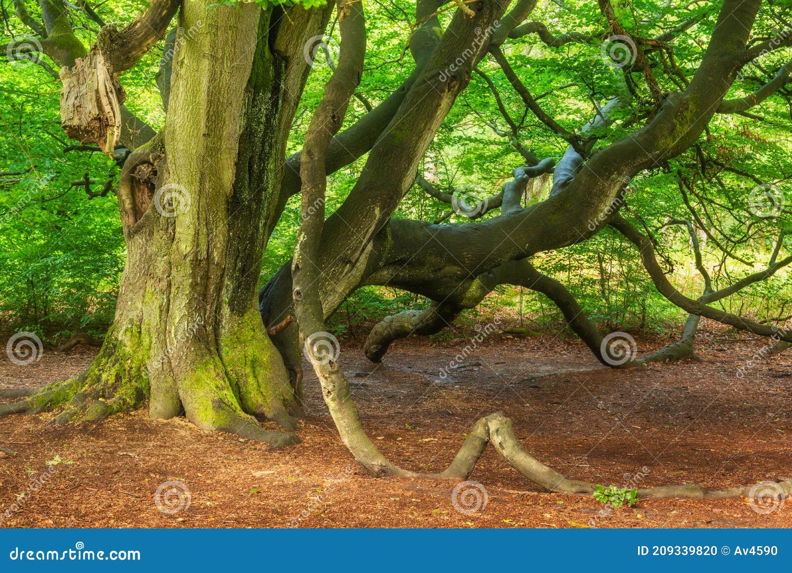 The Snake Beech, Old Twisted Beech Tree Stock Photo - Image of ...