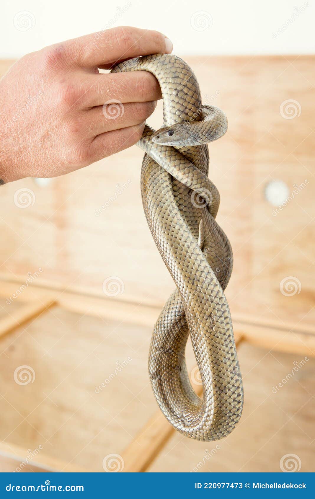 A Snake Been Held by a Snake Handler. Stock Image - Image of medicine ...