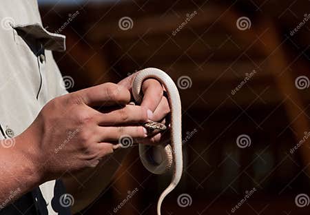 Snake being held stock image. Image of ecology, reptile - 13458175