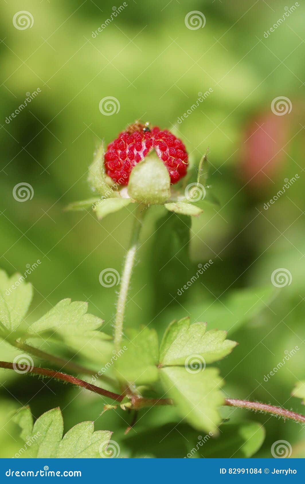 Snake berry stock photo. Image of fruit, plant, leaf - 82991084