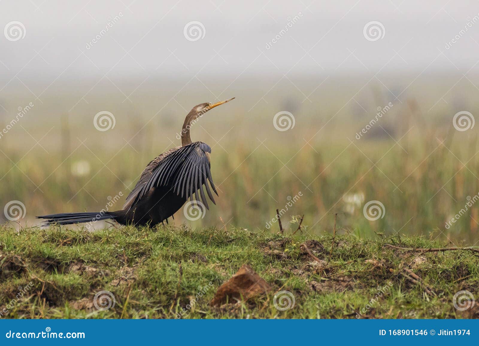 Snake bird in field stock photo. Image of fauna, wildlife - 168901546