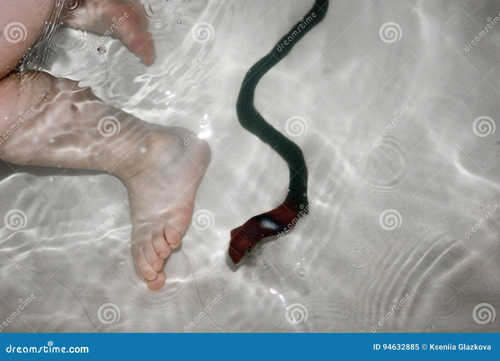 Snake Bite Leg Danger. Photo Stock Image - Image of risk, danger: 94632885