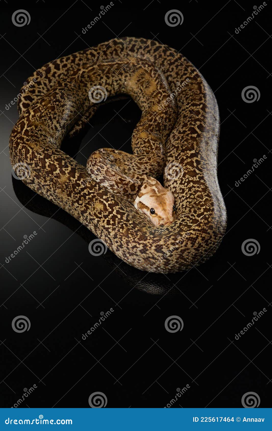 Snake on a Black Background. Carpet Python Stock Photo - Image of ...