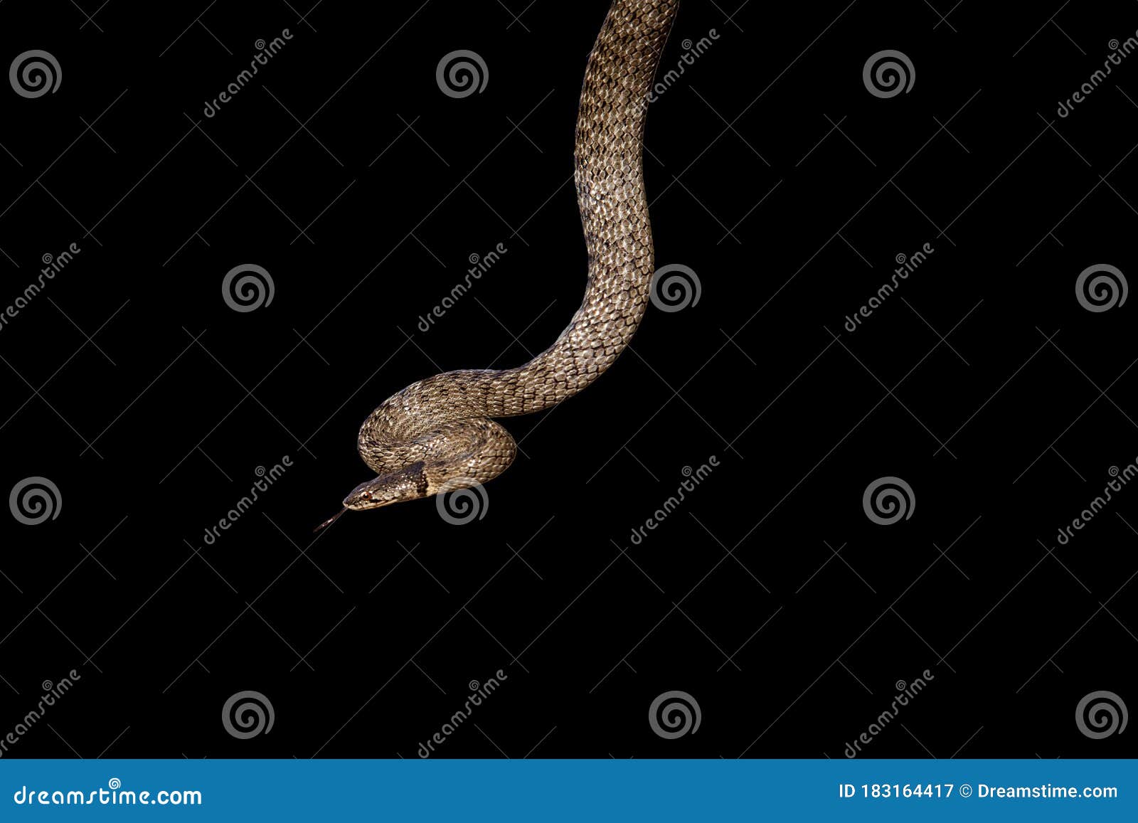 Snake on black background stock image. Image of white - 183164417
