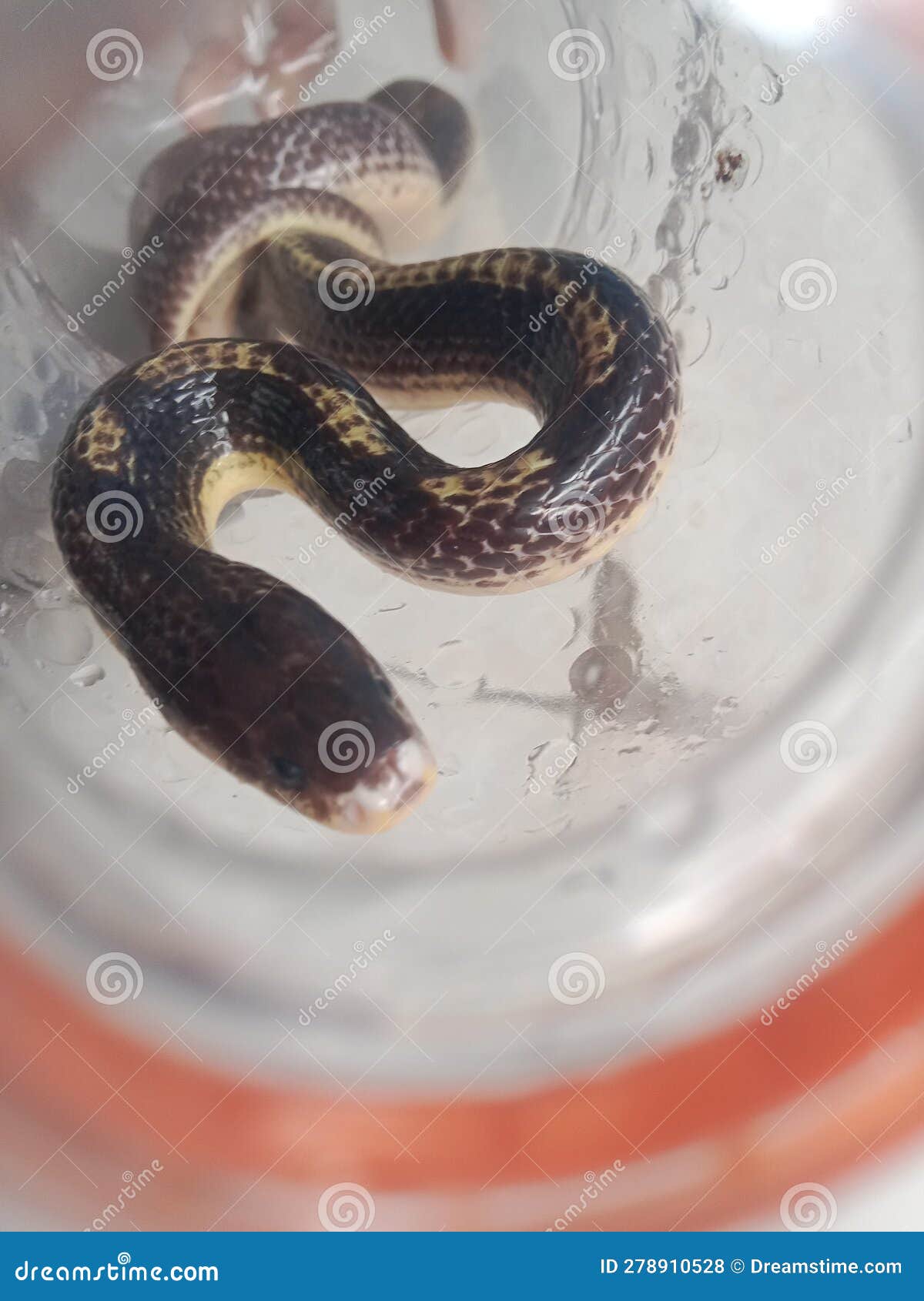 Snake black bungarus stock photo. Image of black, bungaruscandidus ...