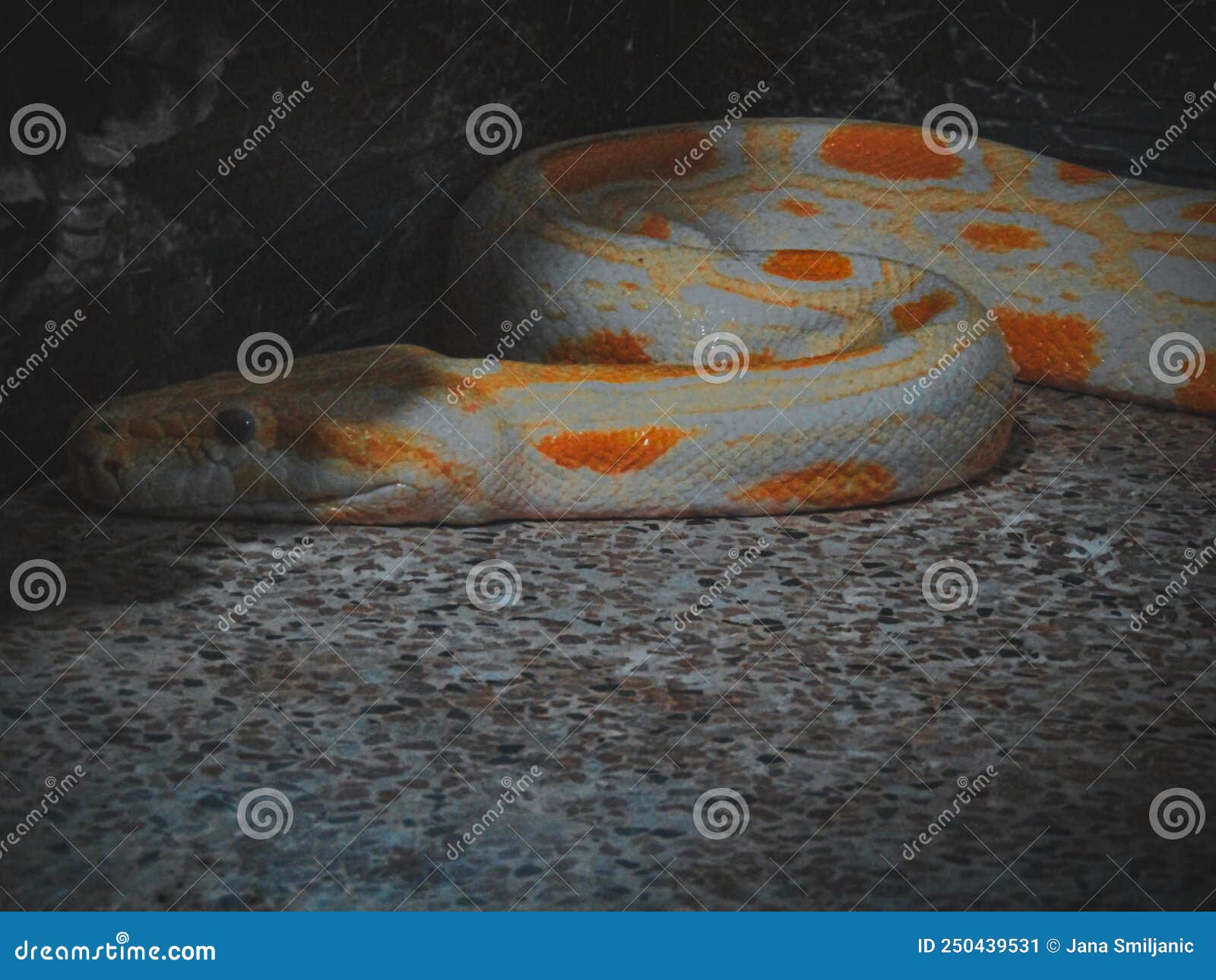 Snake Black and White Background Orange Snake Stock Image - Image of ...