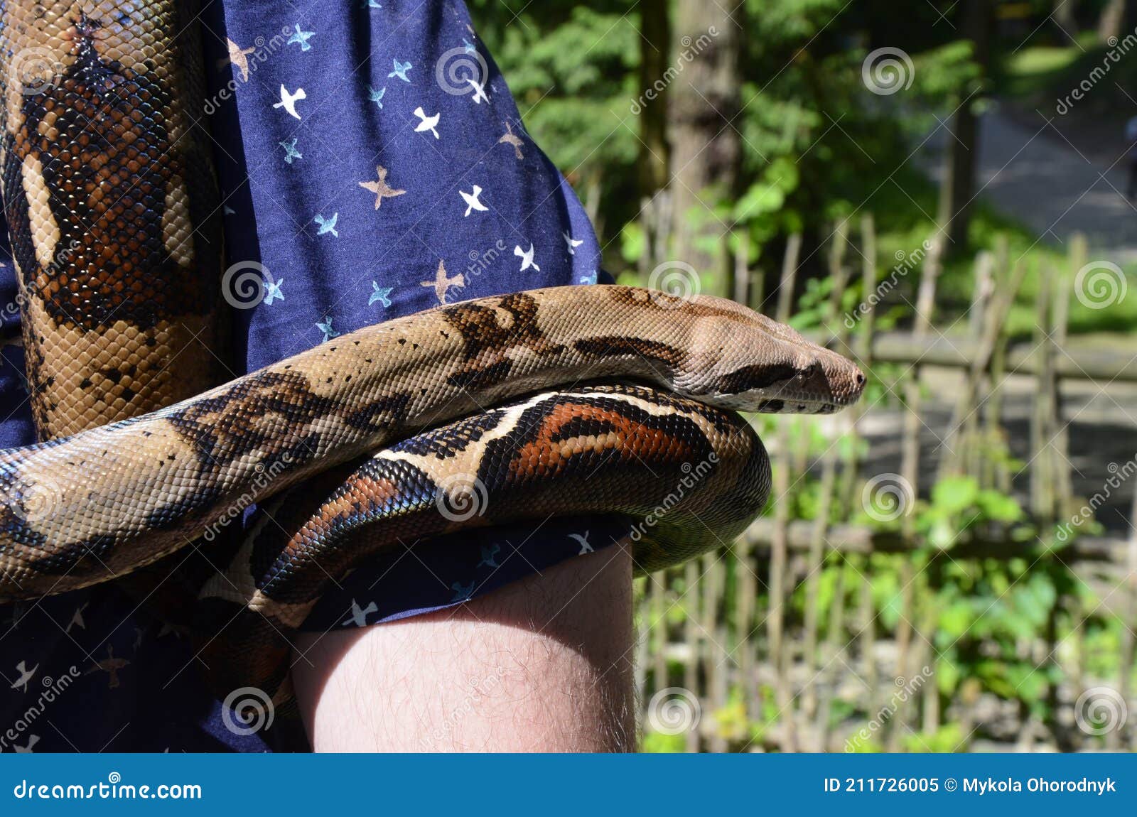Snake Boa in Man Hands. Keeping the Snake in Terrarium Stock Image ...